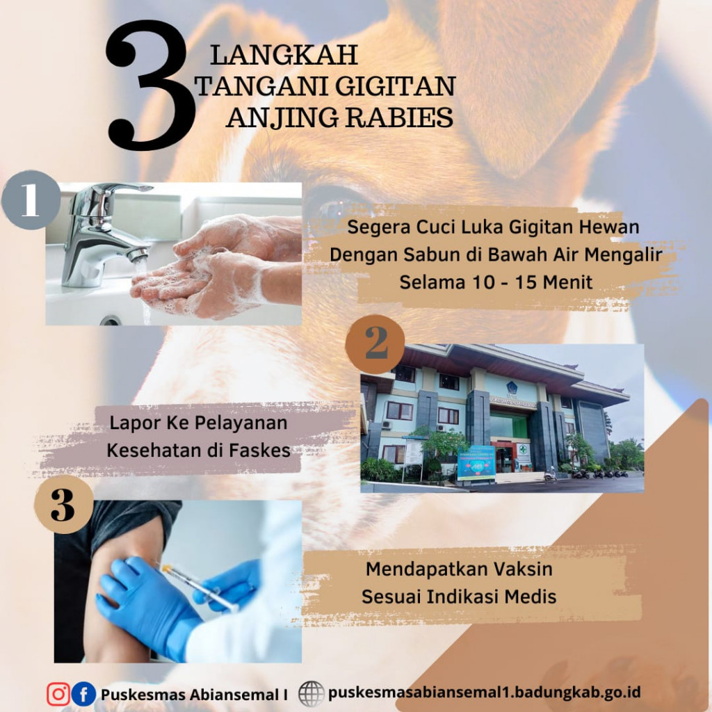 3 Langkah Tangani Gigitan Anjing Rabies | Puskesmasabiansemal1 Badung
